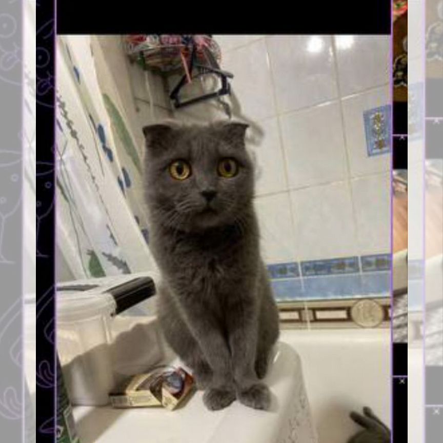 Шотландская вислоухая короткошёрстная, взрослая кошка