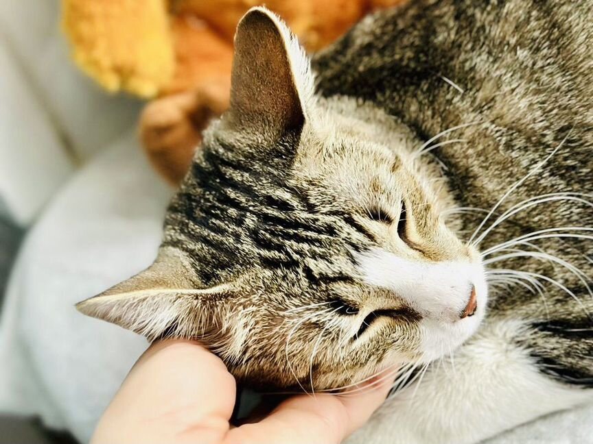 Кошечка в поисках родителей