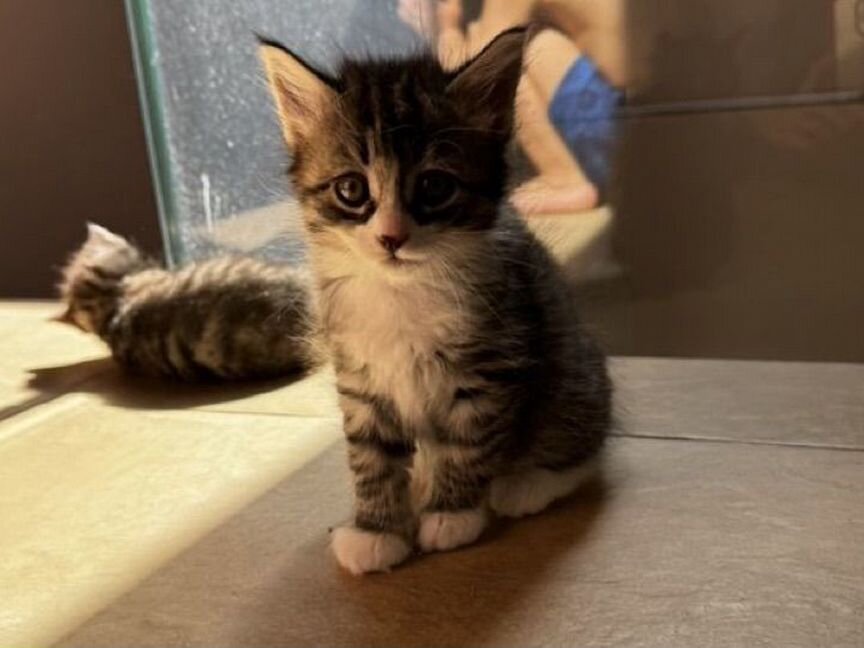 Котята