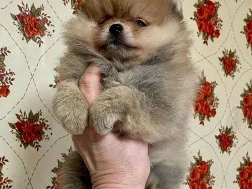 Померанский шпиц мини