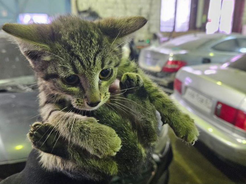 Котята просят о помощи
