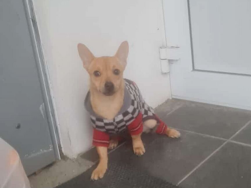 Собака потеряшка