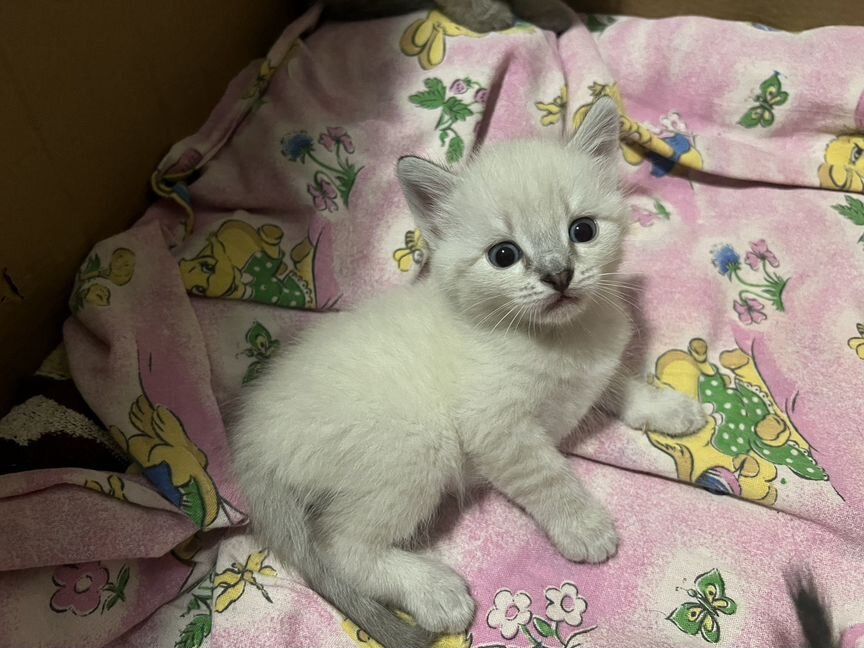 Плюшевые котята