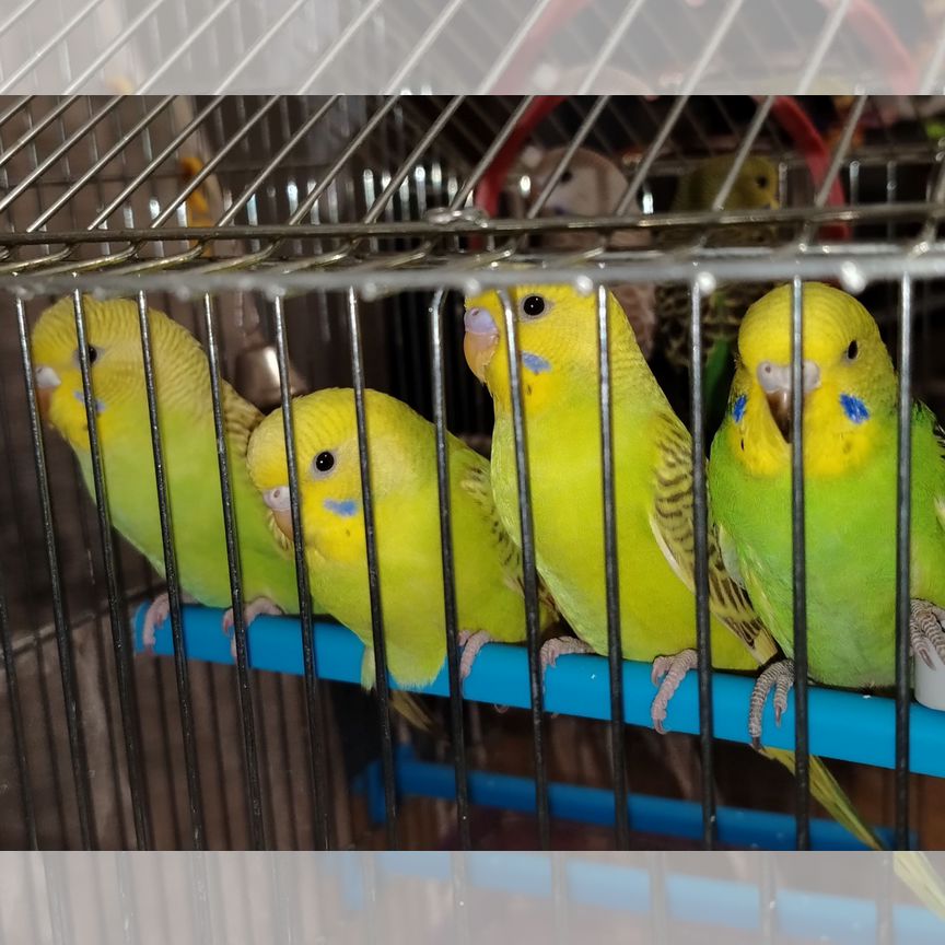 Птенцы волнистый попугай