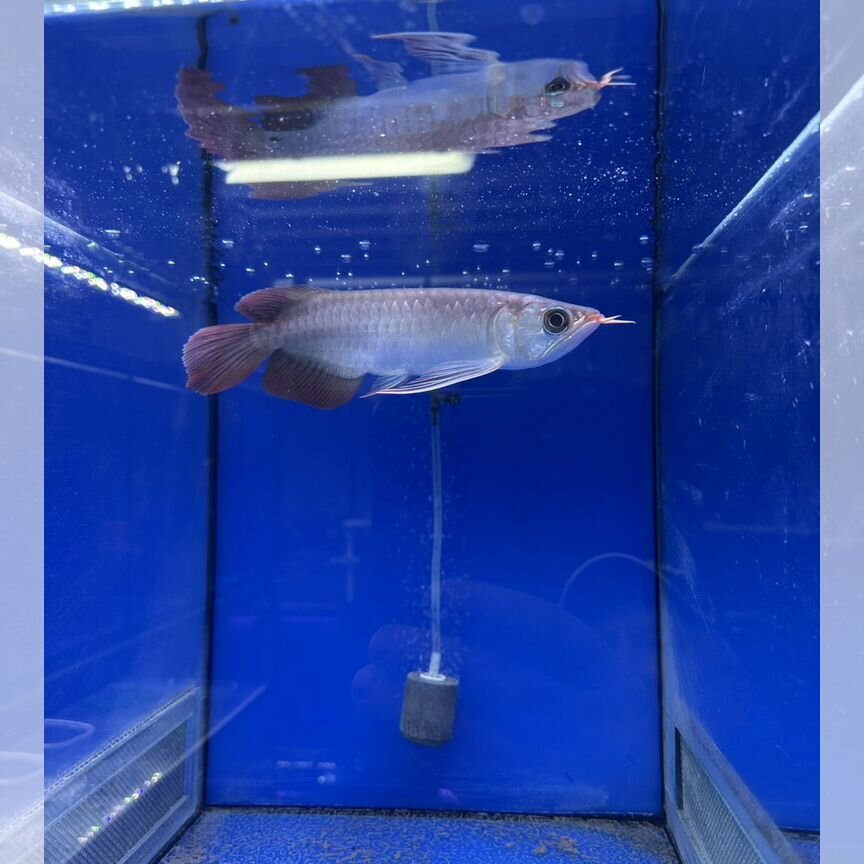 Арована золотая