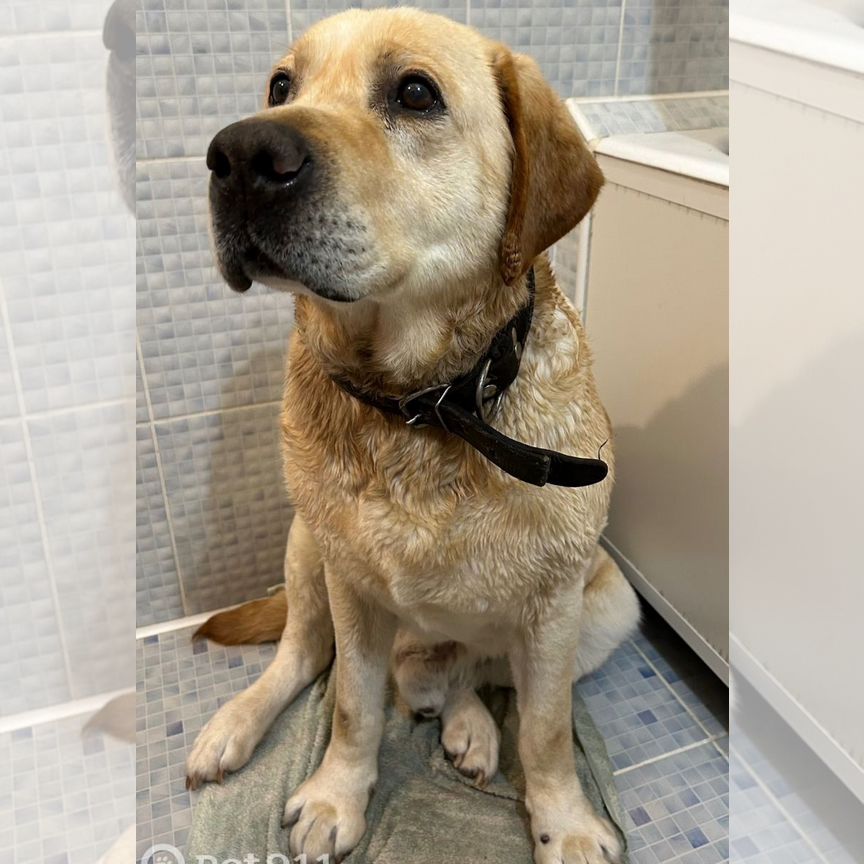 Лабрадор-ретривер, взрослый пёс