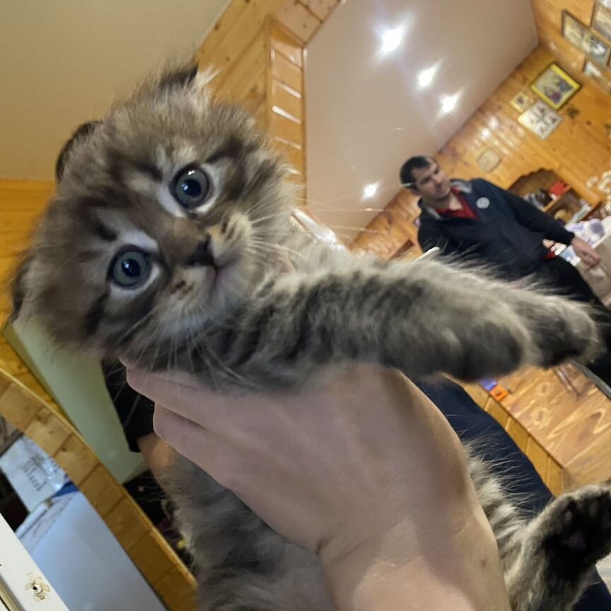 Котята вислоухие