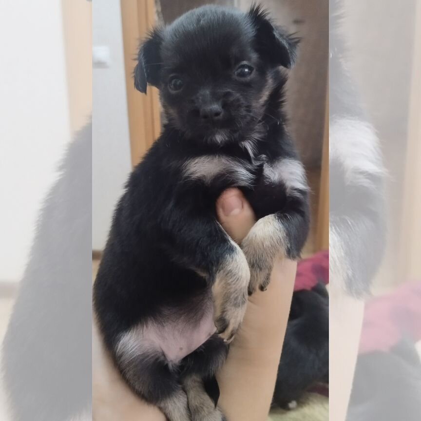 Продам двух замечательных девочек. др 8.10.2024