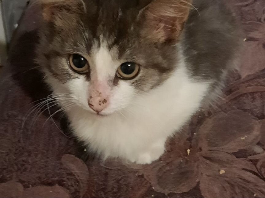 Котенок в добрые руки
