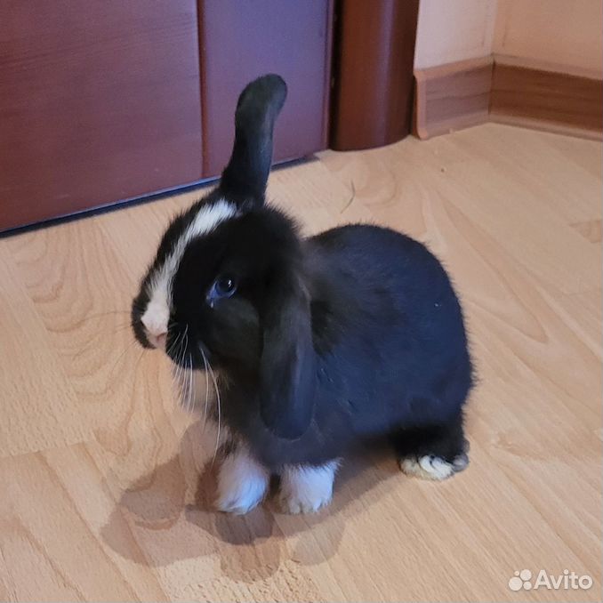 Продам декоративных крольчат