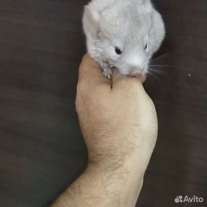 Бежевые шиншиллы