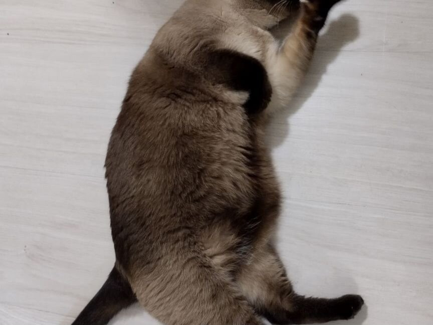 Тайская кошечка