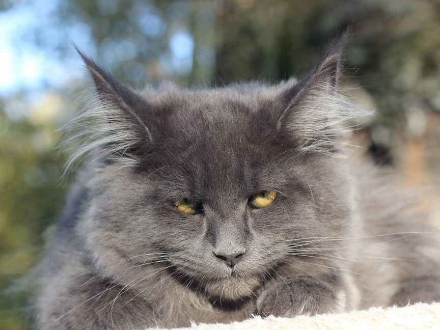 Котенок мейн-кун Голубой солид Девочка