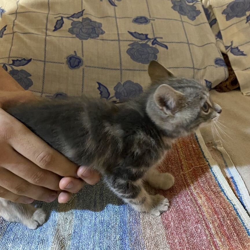 Котёнок
