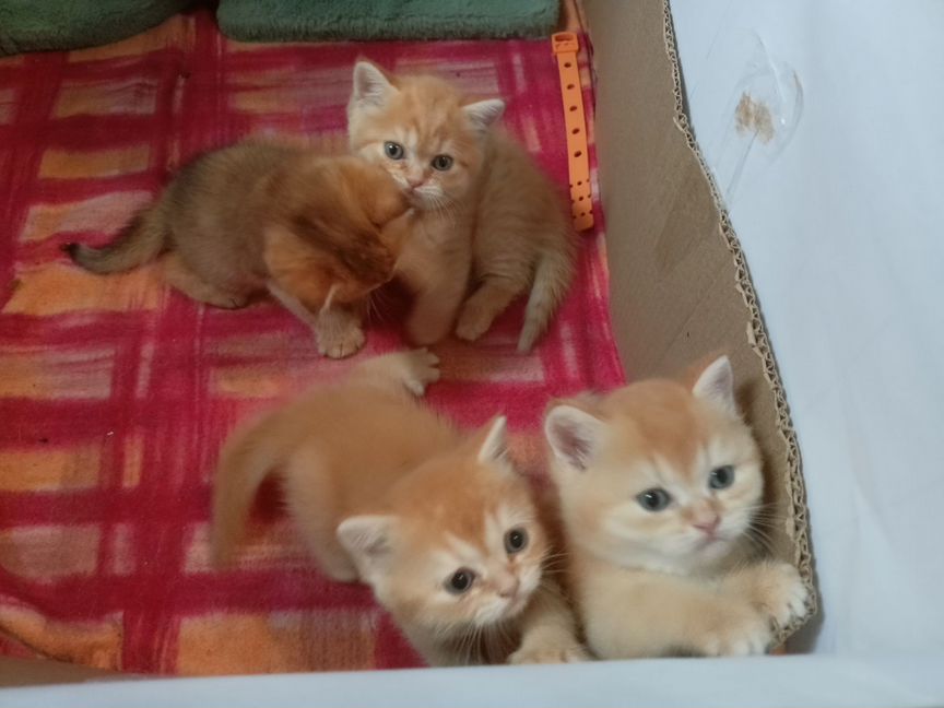 Шотландские котята. Золотая шиншилла