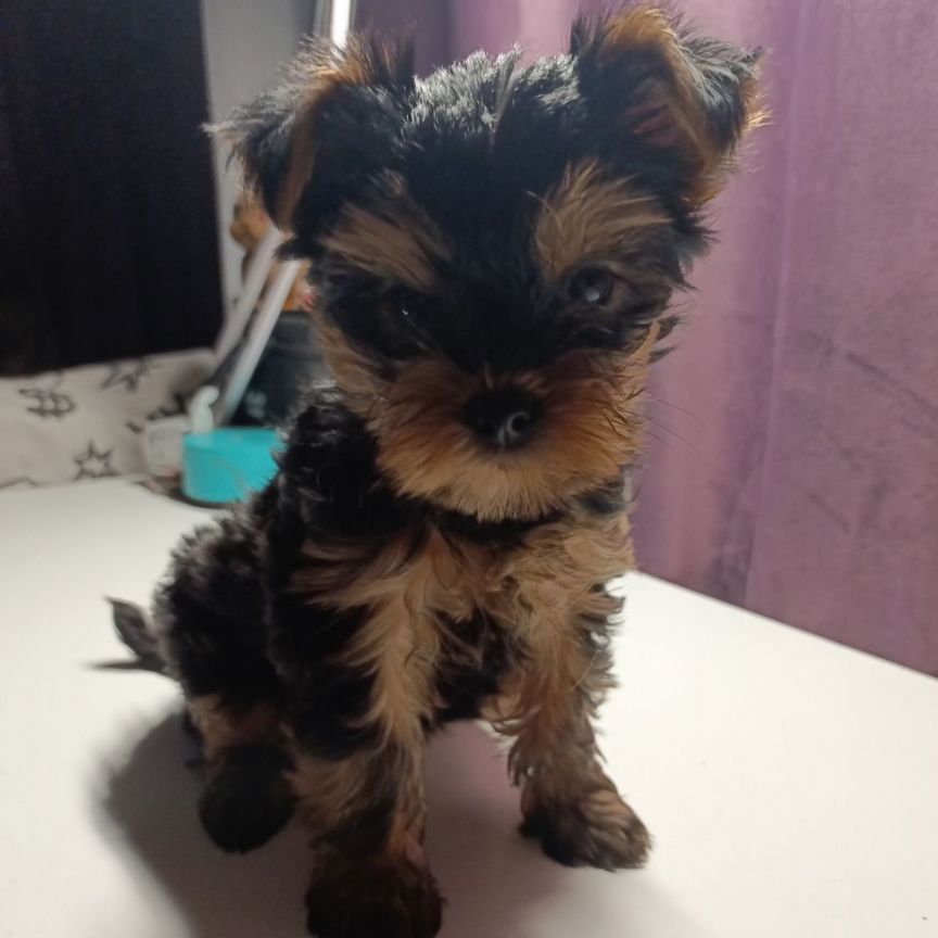 Йоркширский терьер, щенок