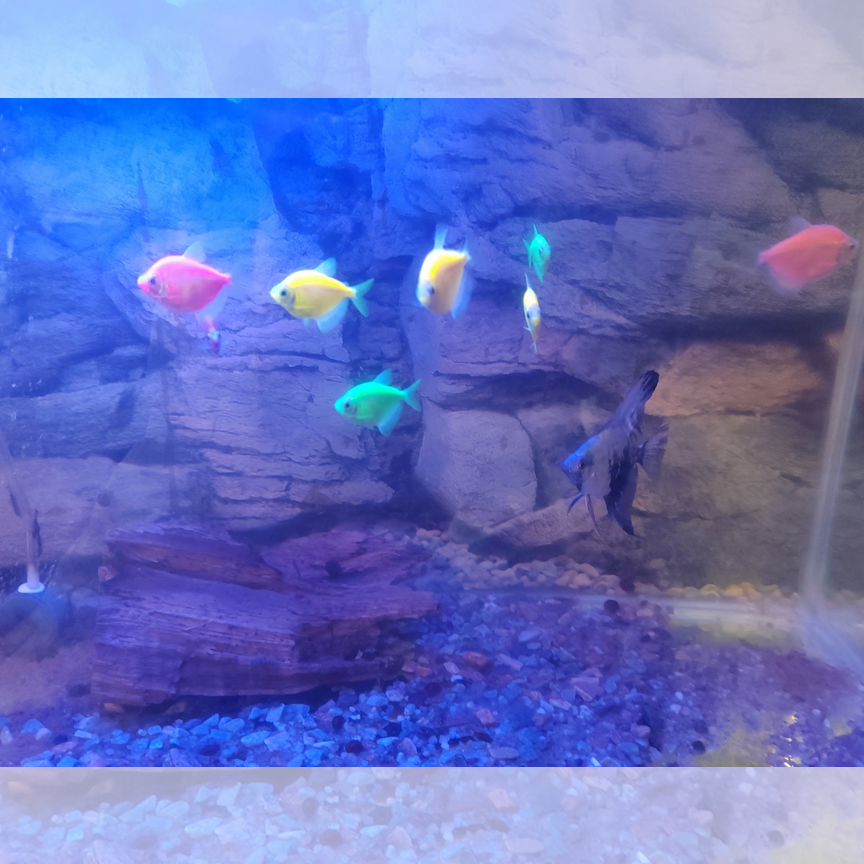 Рыба в аквариум тернеция, скалярии