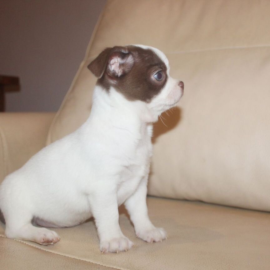 Чихуахуа мини мальчик