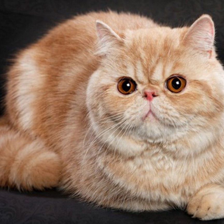 От красивых родителей очаровательные котята экзоты