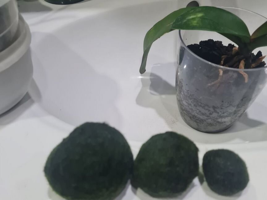 Кладофора шаровидная