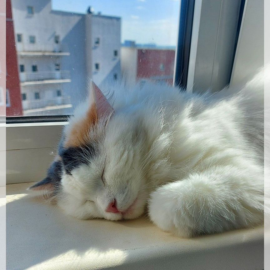 Турецкая ангора, взрослая кошка