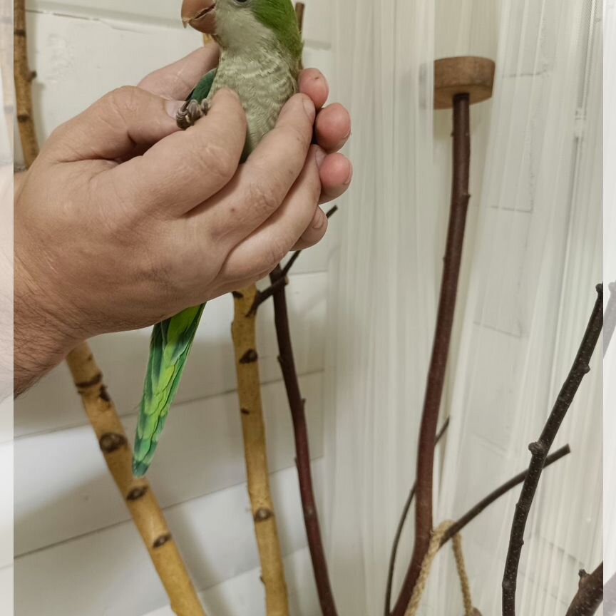 Попугай монах квакер малыши