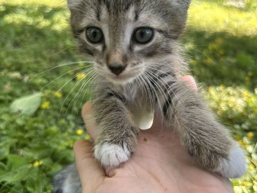 Котенок мальчик