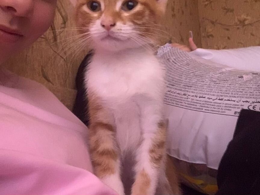Котёнок в добрые руки