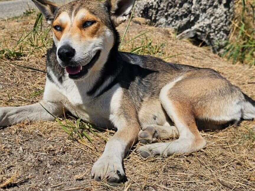 Метис хаски Роза в добрые руки