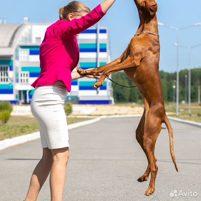 Собака для съемки/фотосессии, венгерская выжла