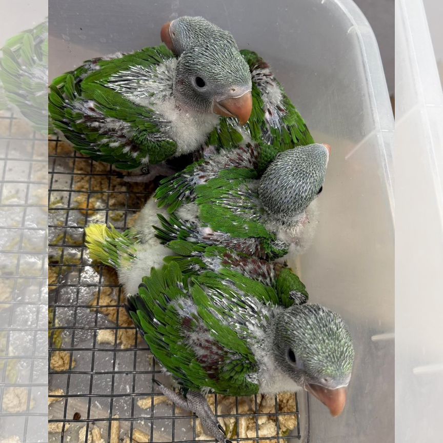 Александрийский попугай ручной птенец выкормыш