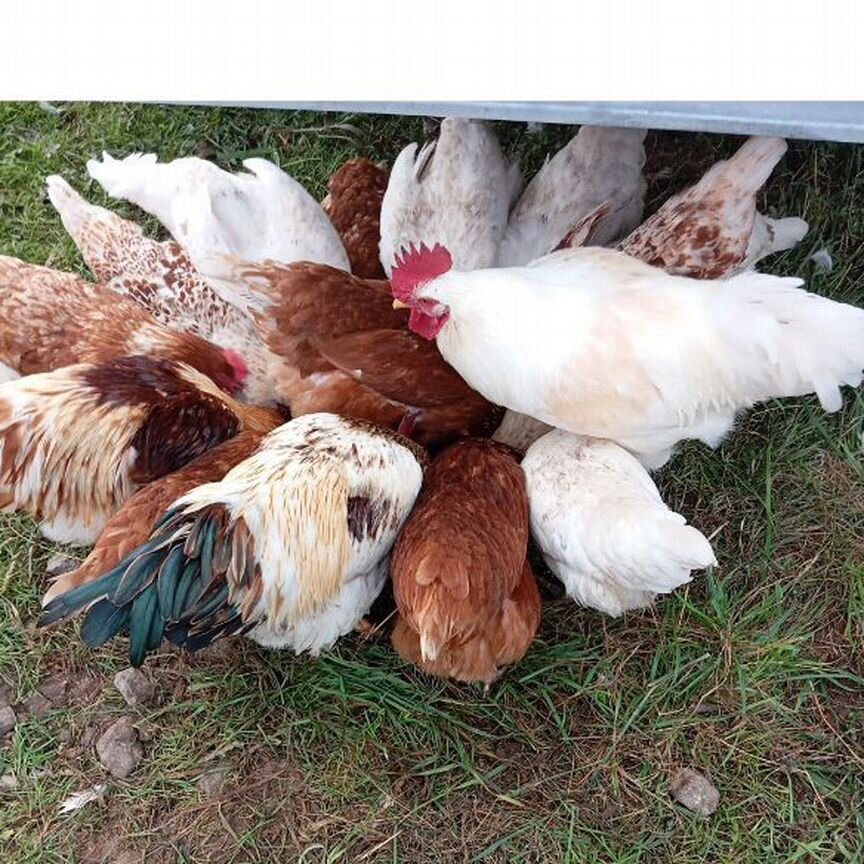 Молодые петушки