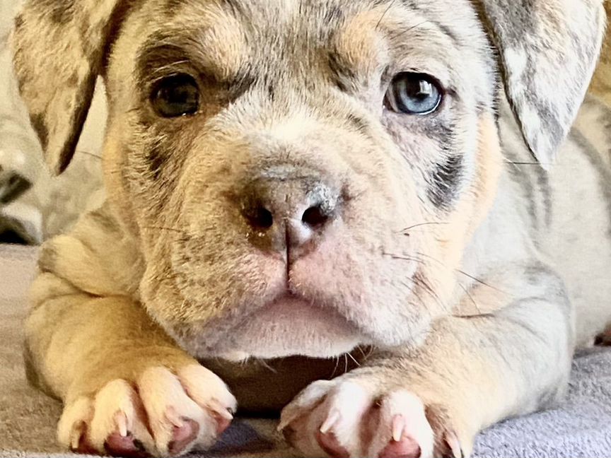 Американский булли мальчик голубой мерль