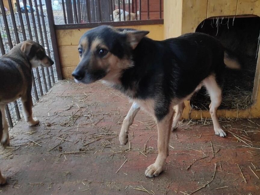 Собака в добрые руки отдам бесплатно