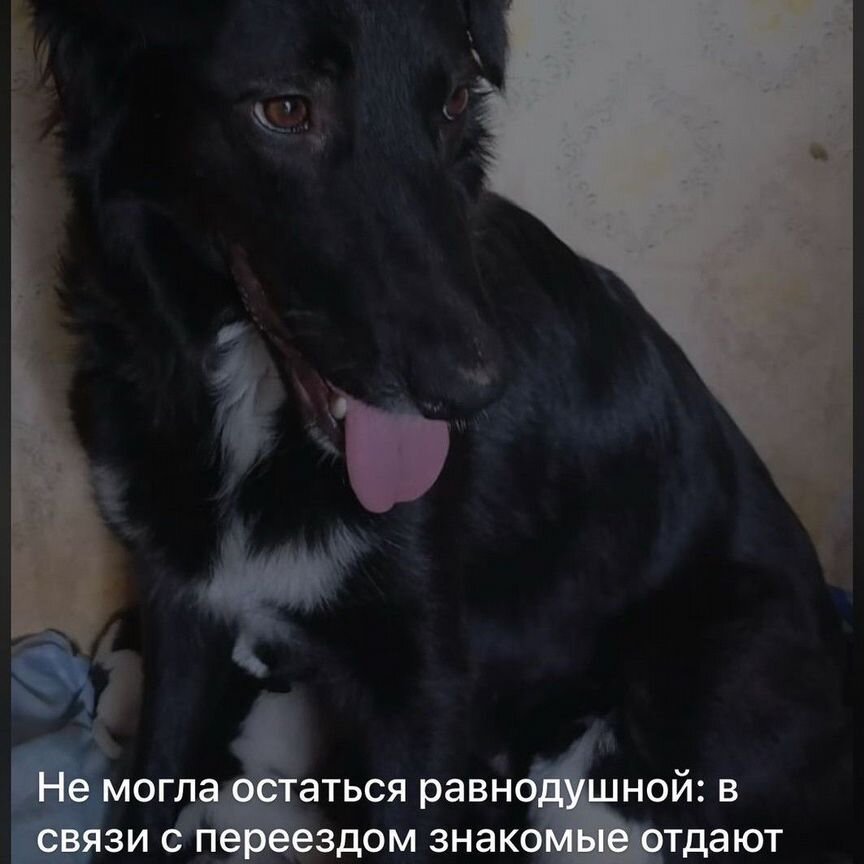 Собака бордер колли