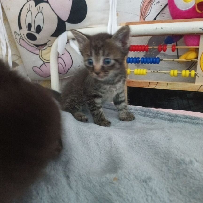 Малышарики ищут заботливые ручки:)