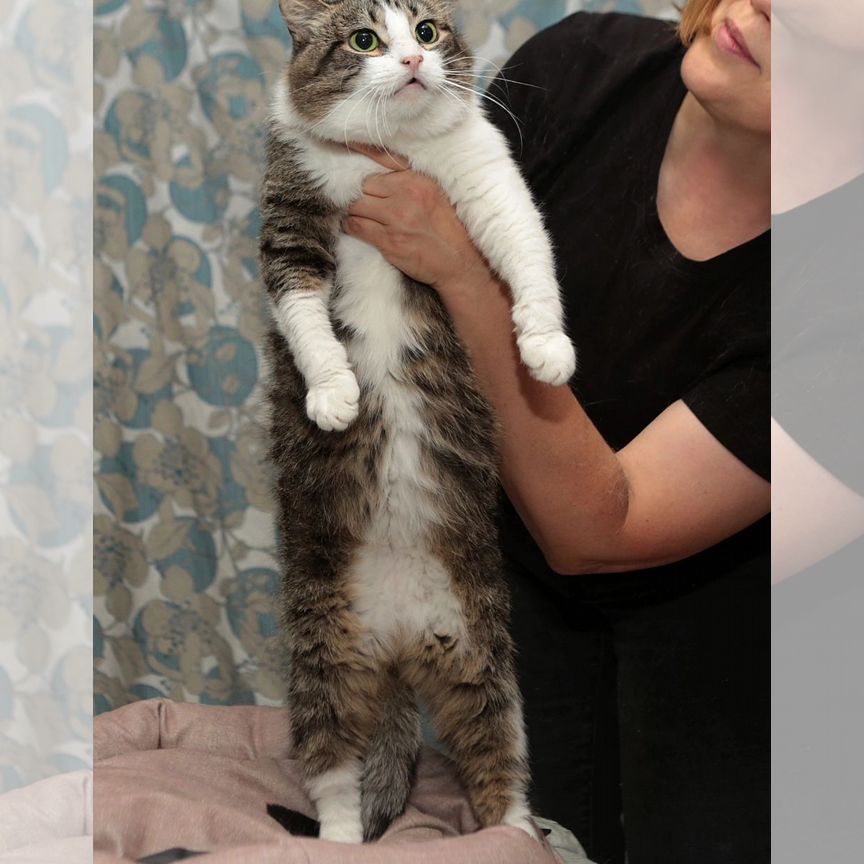 Котики в добрые руки