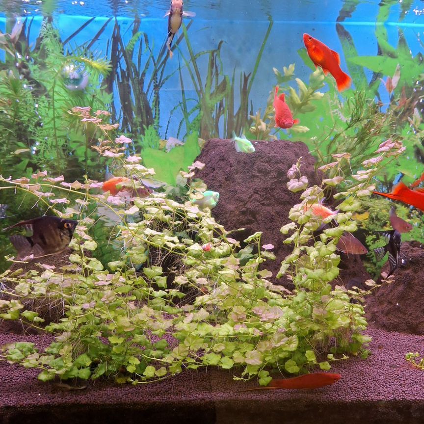 Кардамин — редкое растение для вашего аквариума