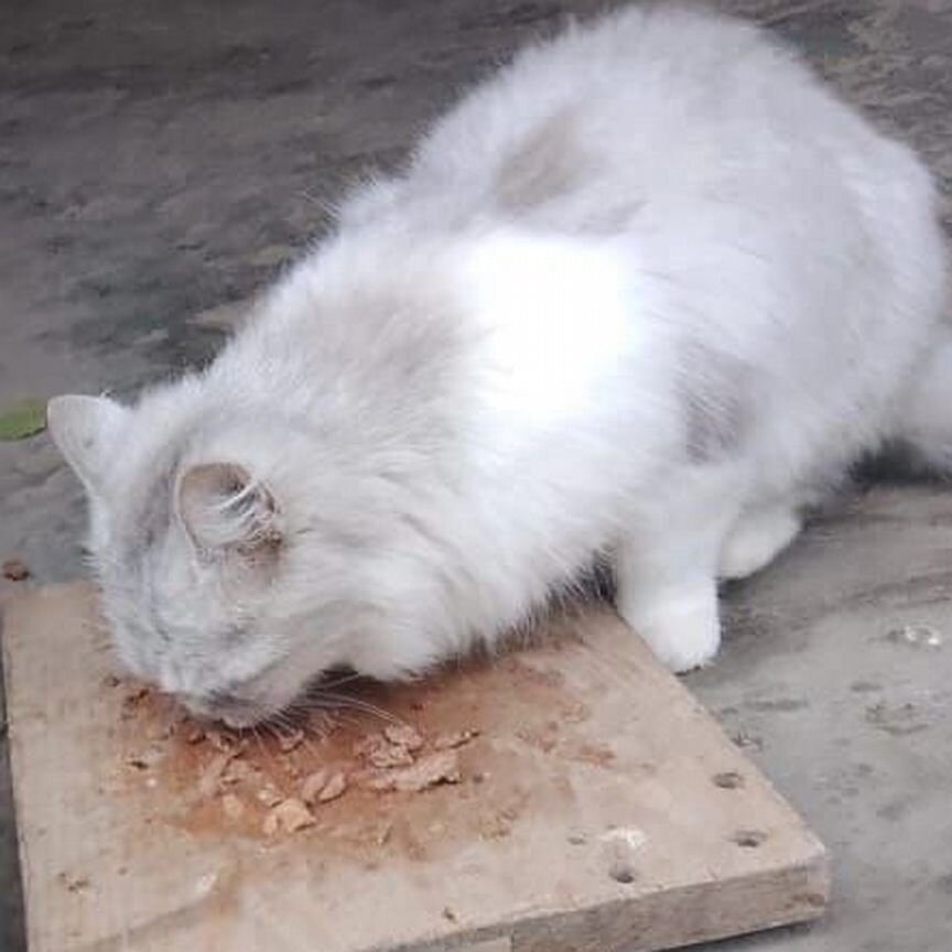 Кошечка ищет дом