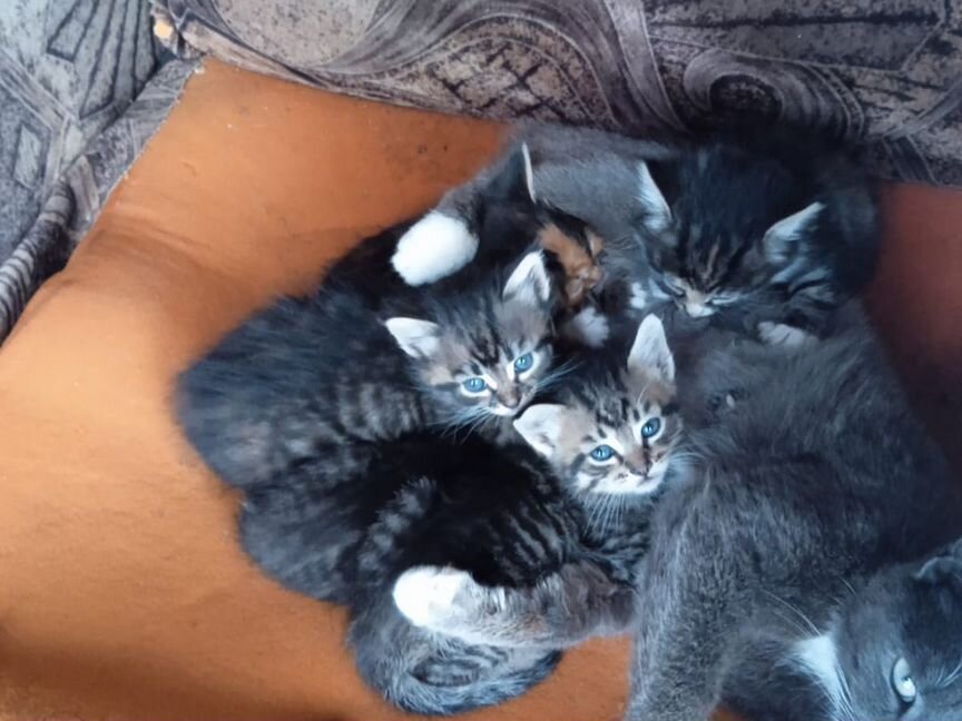 Котята в добрые руки бесплатно