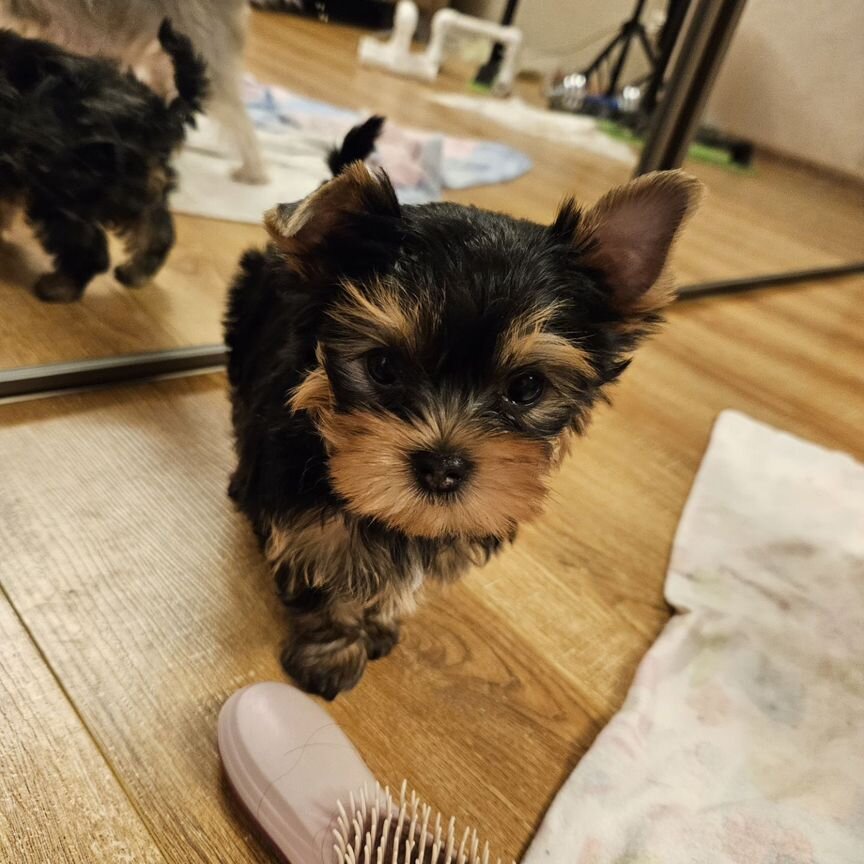 Йоркширский терьер