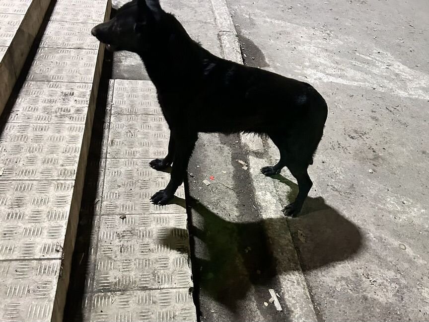 Найдена собака черная