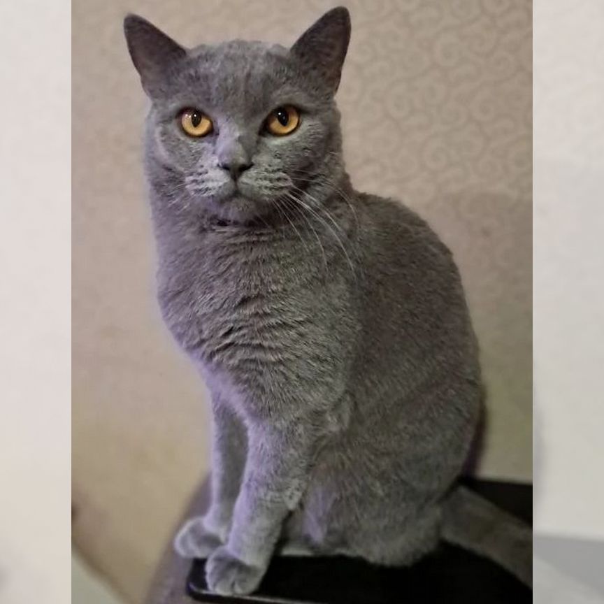 Британский короткошёрстный, взрослый кот