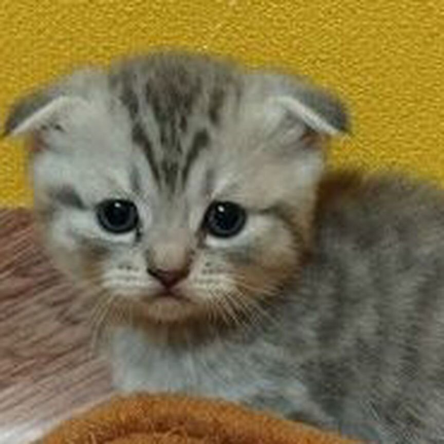 Шотландский вислоухий короткошёрстный котёнок