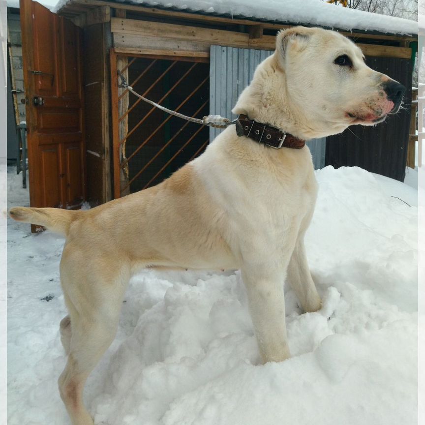 Среднеазиатская овчарка вязка