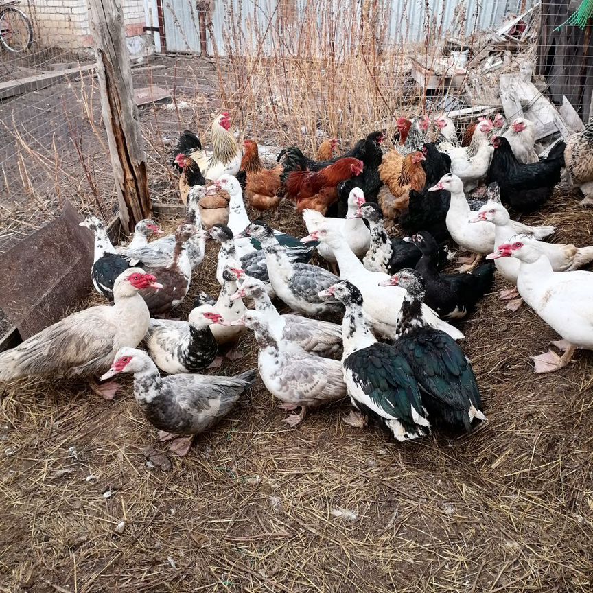 Мускусные утки