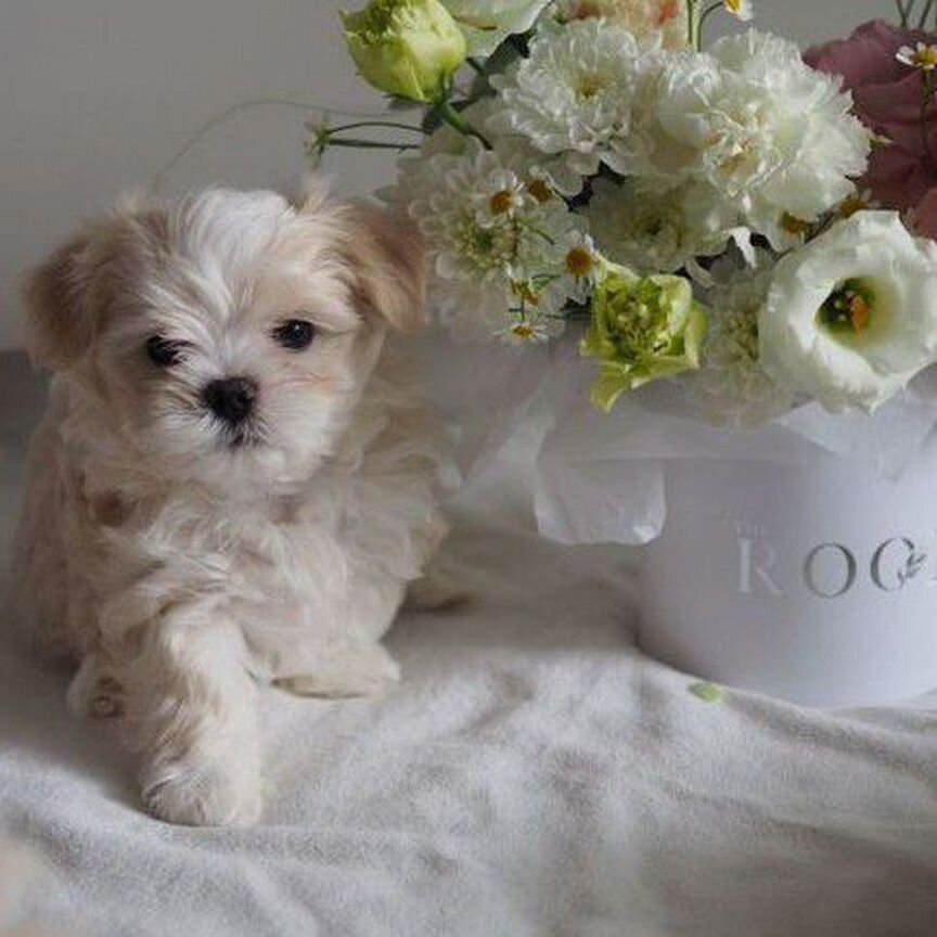 Мальтипу щенок мальчик