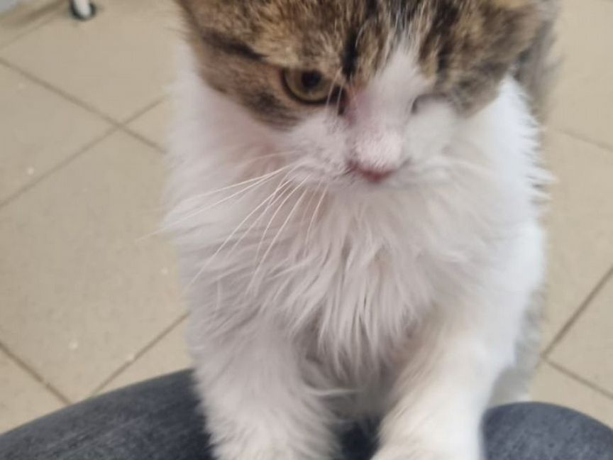 Особенный котенок