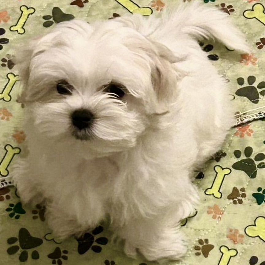 Мальтийская болонка, щенок