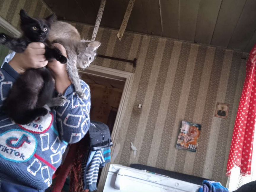 Котята мейн-кун